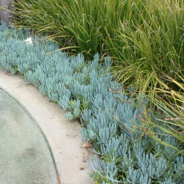 Blue Chalk Stick | Star Nursery Garden and Rock Centers