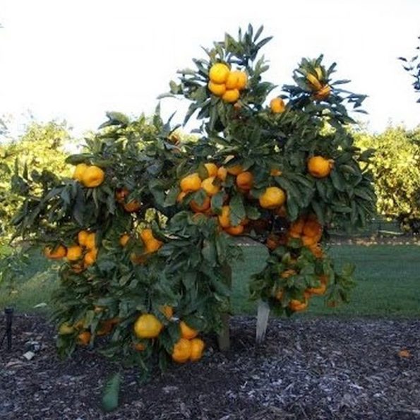 Dwarf Dancy Mandarin | Star Nursery Garden and Rock Centers