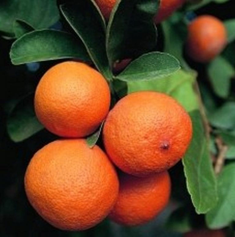 Dwarf Dancy Mandarin | Star Nursery Garden and Rock Centers