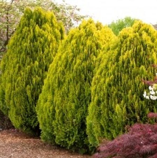 Dwarf Golden Arborvitae | Star Nursery Garden and Rock Centers
