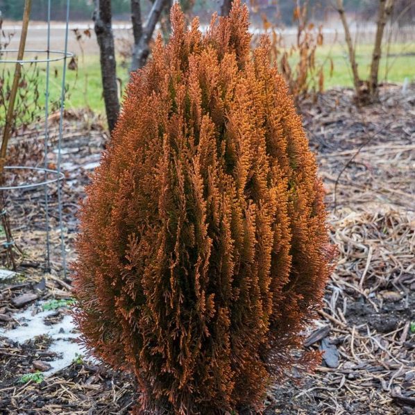 Dwarf Golden Arborvitae | Star Nursery Garden and Rock Centers