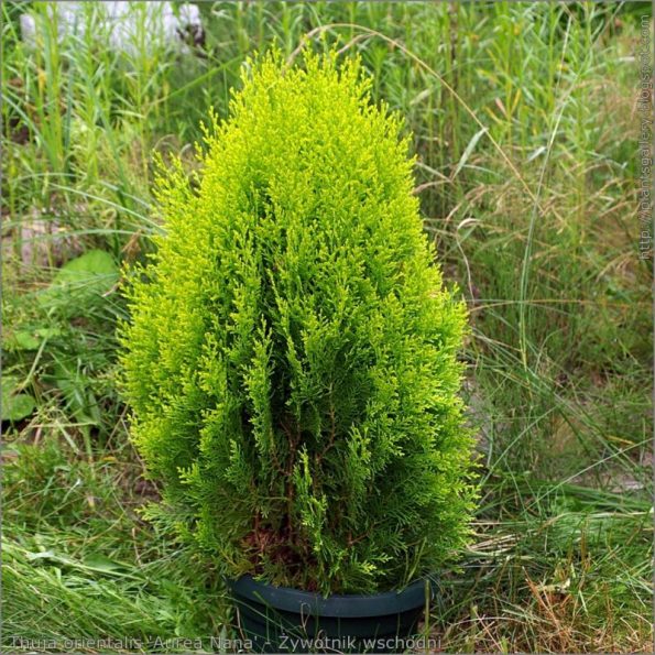 Dwarf Golden Arborvitae | Star Nursery Garden and Rock Centers