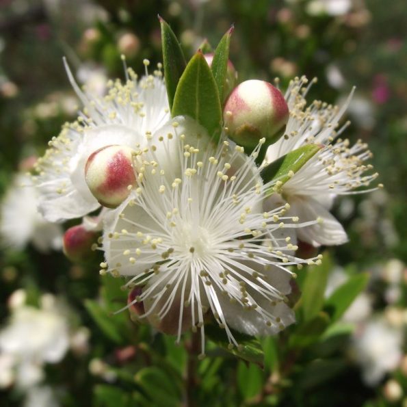 Dwarf Myrtle | Star Nursery Garden and Rock Centers