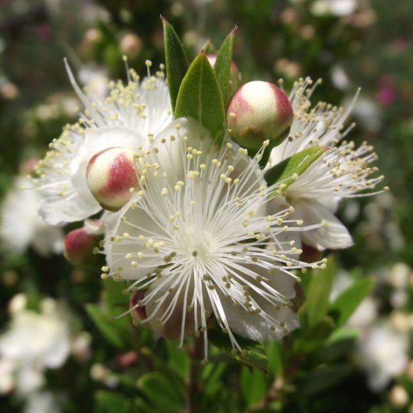 Dwarf Myrtle | Star Nursery Garden and Rock Centers
