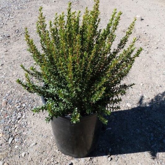 Dwarf Myrtle | Star Nursery Garden and Rock Centers