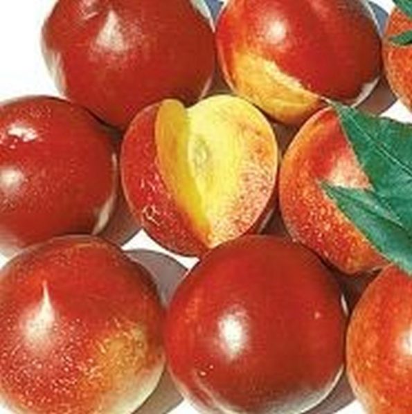 Dwarf Necta Zee Nectarine | Star Nursery Garden and Rock Centers