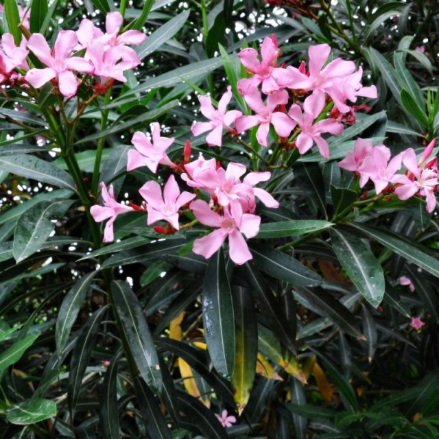 Dwarf Pink Oleander | Star Nursery Garden and Rock Centers