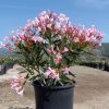Dwarf Pink Oleander | Star Nursery Garden and Rock Centers