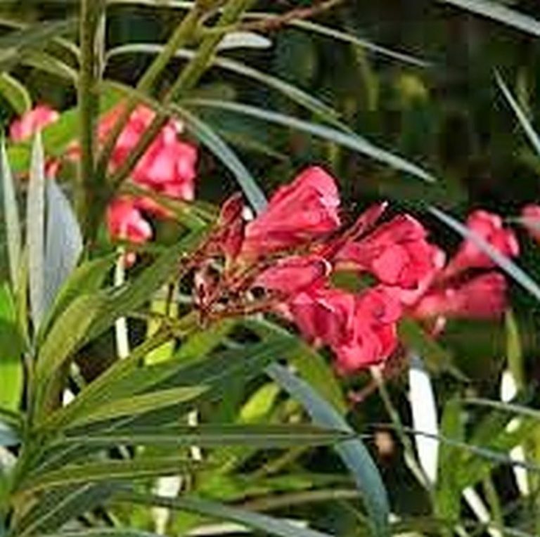 Dwarf Red Oleander | Star Nursery Garden and Rock Centers