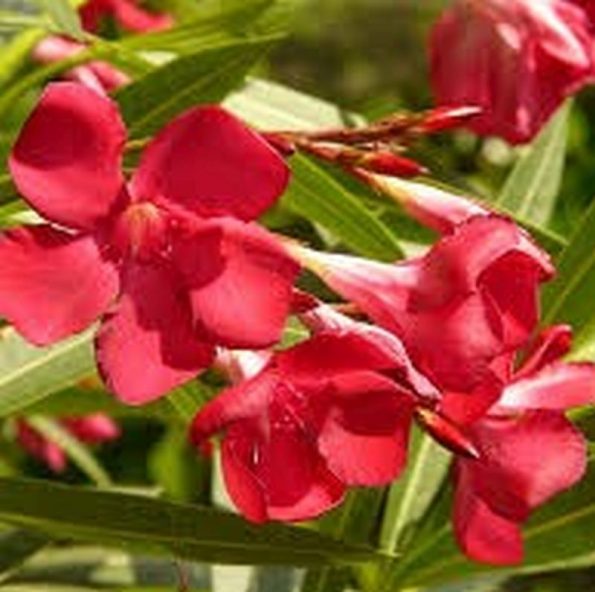 Dwarf Red Oleander | Star Nursery Garden and Rock Centers