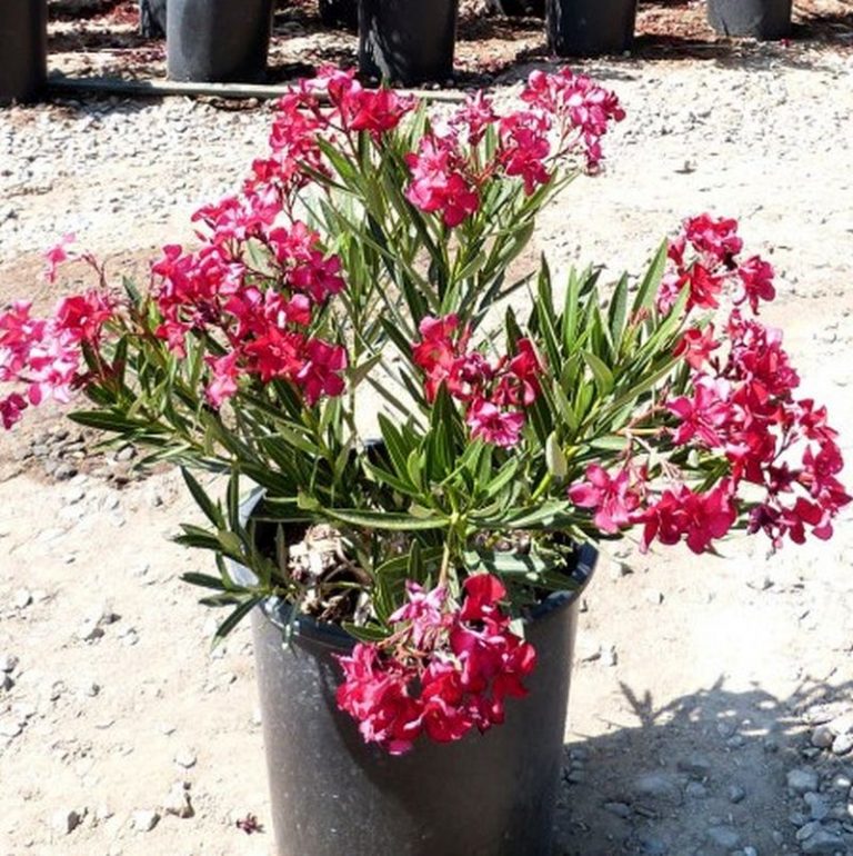 Dwarf Red Oleander | Star Nursery Garden and Rock Centers
