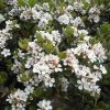 Dwarf Yedda Hawthorn | Star Nursery Garden and Rock Centers