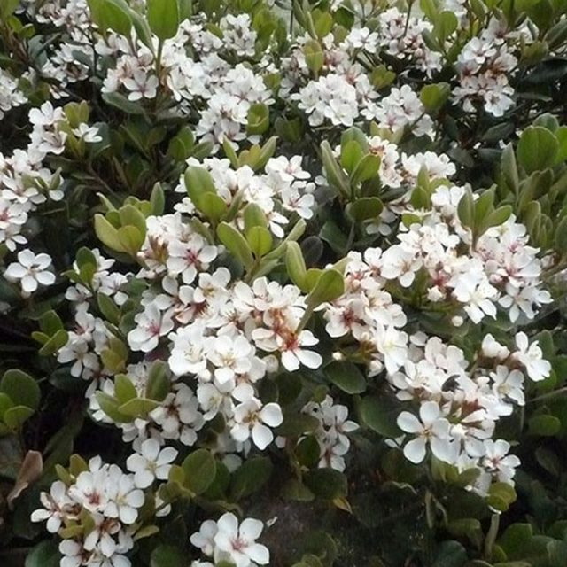 Dwarf Yedda Hawthorn | Star Nursery Garden and Rock Centers