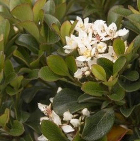 Dwarf Yedda Hawthorn | Star Nursery Garden and Rock Centers