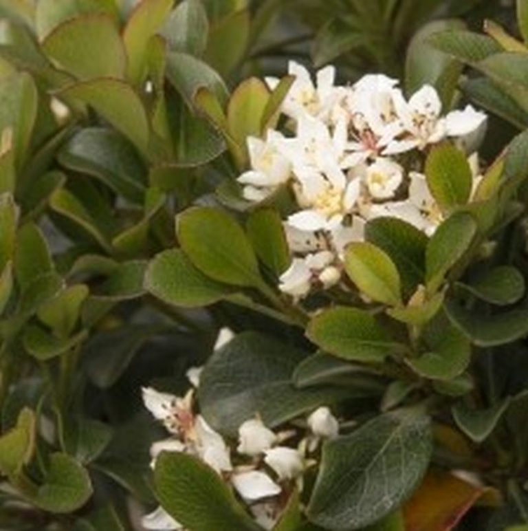 Dwarf Yedda Hawthorn | Star Nursery Garden and Rock Centers