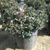 Dwarf Yedda Hawthorn | Star Nursery Garden and Rock Centers