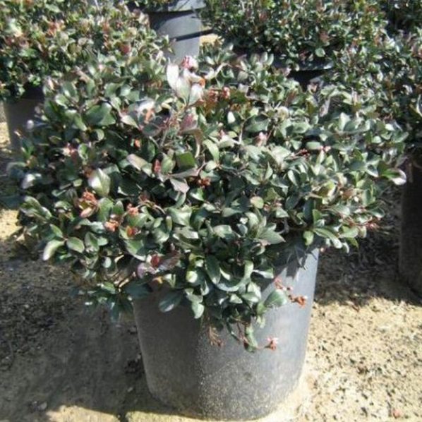 Dwarf Yedda Hawthorn | Star Nursery Garden and Rock Centers