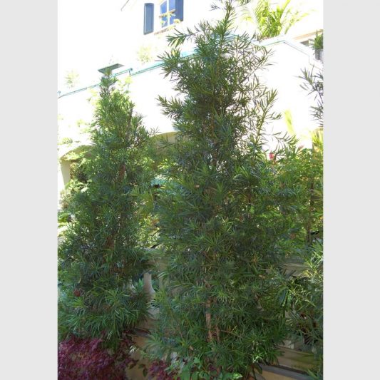 Dwarf Yew Pine | Star Nursery Garden and Rock Centers