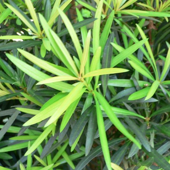 Dwarf Yew Pine | Star Nursery Garden and Rock Centers