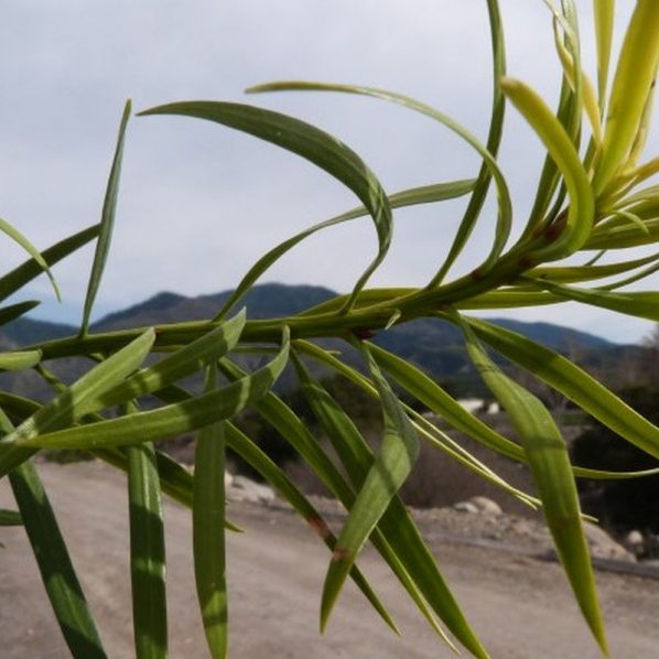 Dwarf Yew Pine | Star Nursery Garden and Rock Centers