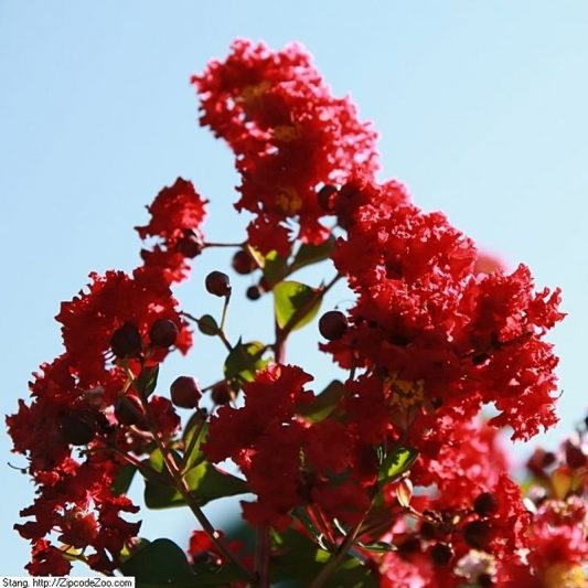 Dynamite Red Crape Myrtle Multi | Star Nursery Garden and Rock Centers