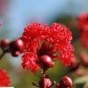 Dynamite Red Crape Myrtle Multi | Star Nursery Garden and Rock Centers