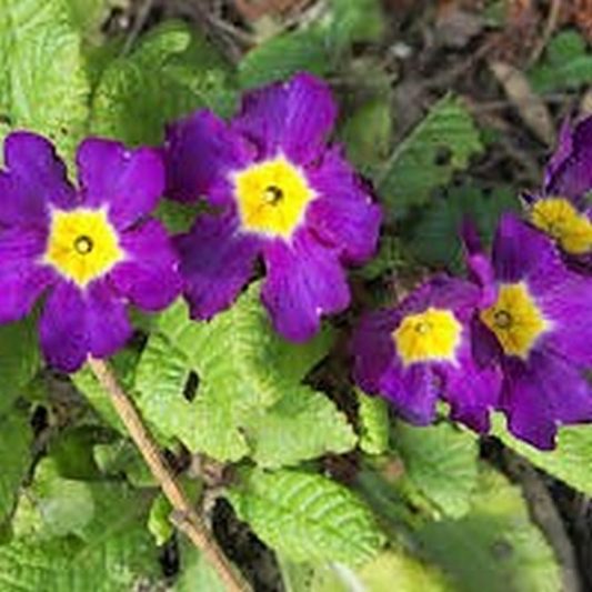 English Primrose Star Nursery Garden And Rock Centers