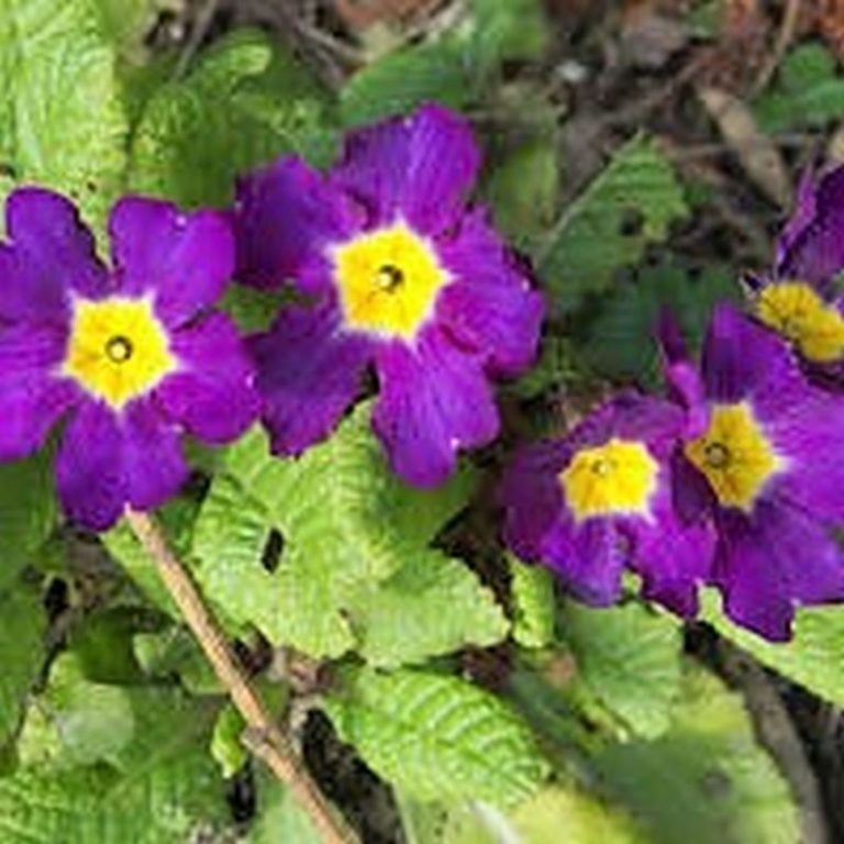 English Primrose | Star Nursery Garden and Rock Centers