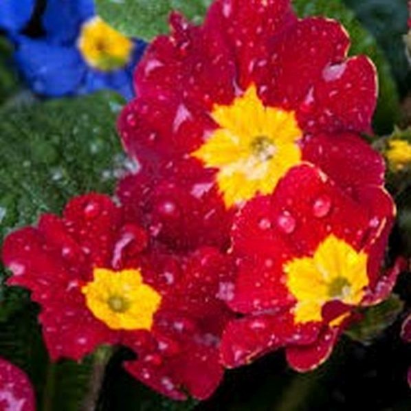 English Primrose | Star Nursery Garden and Rock Centers