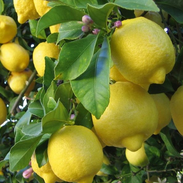Eureka Lemon Tree | Star Nursery Garden and Rock Centers