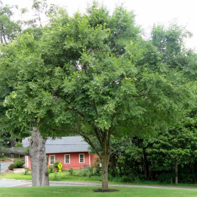 Evergreen Elm Tree | Star Nursery Garden and Rock Centers