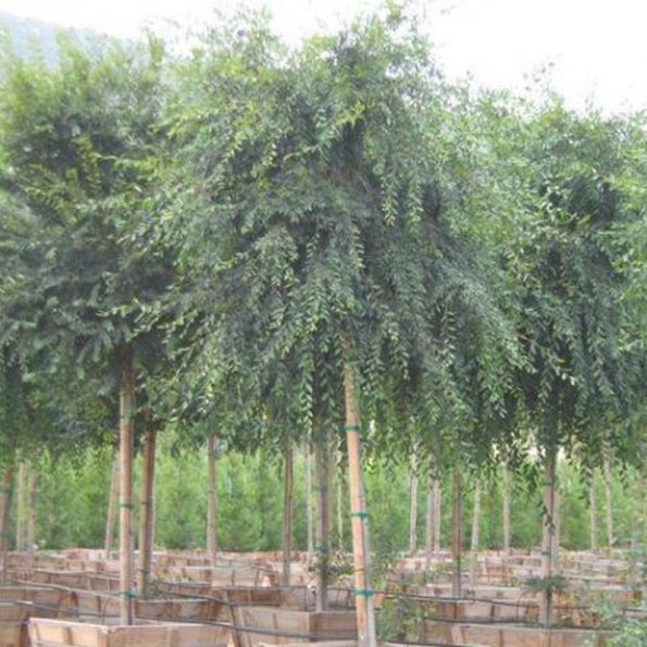Evergreen Elm Tree | Star Nursery Garden and Rock Centers