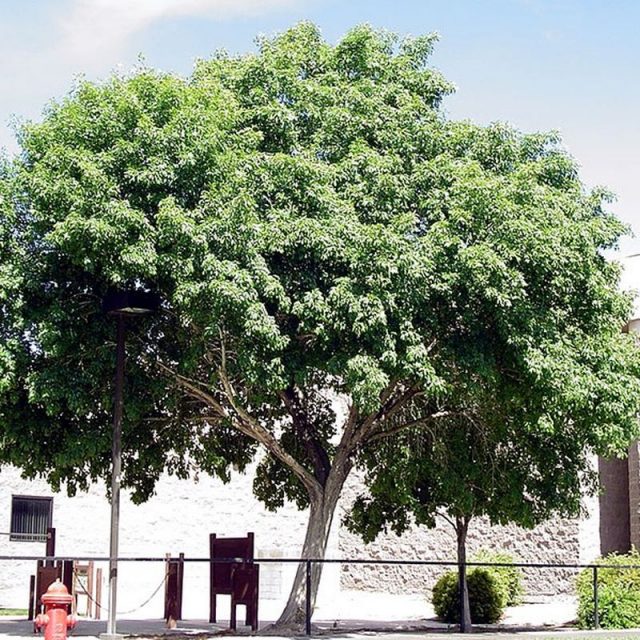 Fan-Tex Ash | Star Nursery Garden and Rock Centers