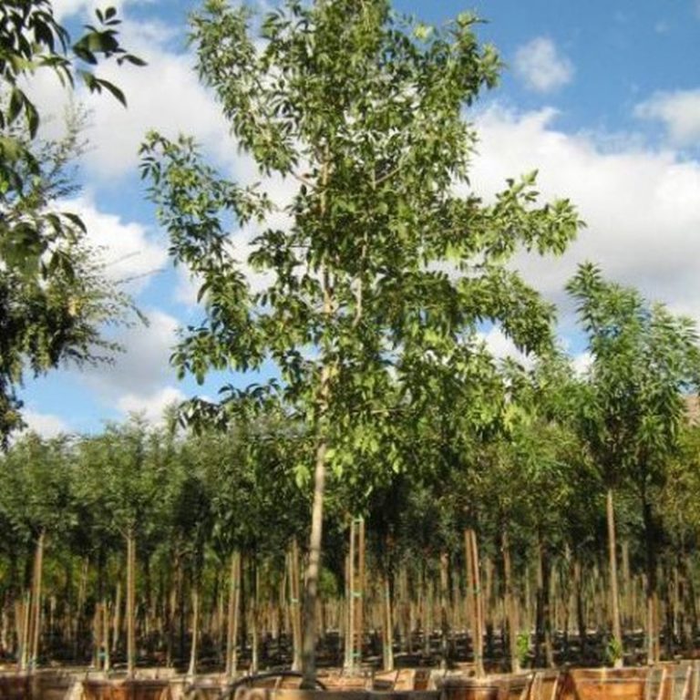 Fan-Tex Ash | Star Nursery Garden and Rock Centers