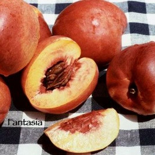 Fantasia Nectarine | Star Nursery Garden and Rock Centers