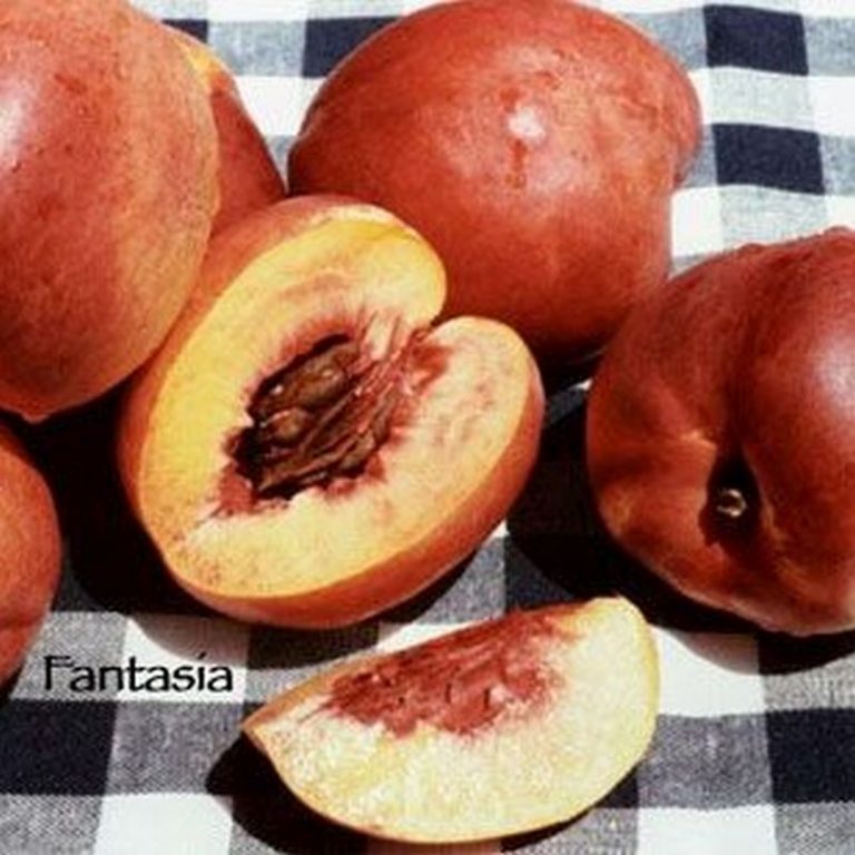 Fantasia Nectarine | Star Nursery Garden and Rock Centers