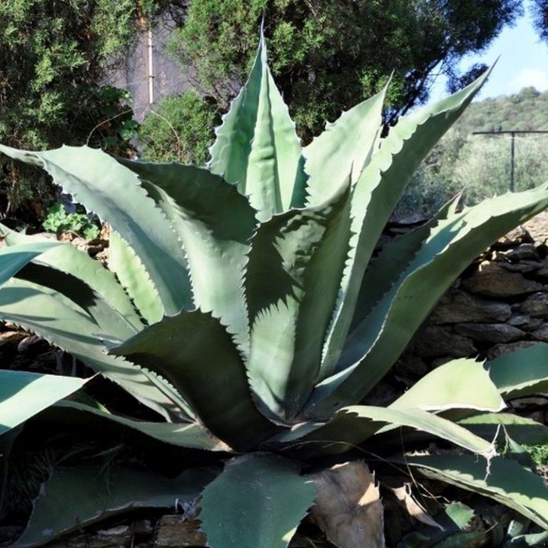 Ferox Agave | Star Nursery Garden and Rock Centers
