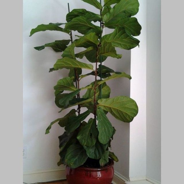 Fiddle Leaf Fig | Star Nursery Garden and Rock Centers