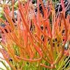 Firesticks | Star Nursery Garden and Rock Centers