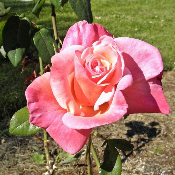 First Prize Rose | Star Nursery Garden and Rock Centers