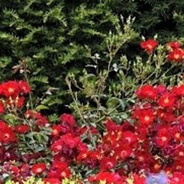 Flower Carpet Red Rose | Star Nursery Garden and Rock Centers