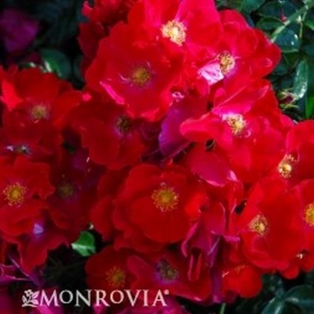 Flower Carpet Red Rose | Star Nursery Garden and Rock Centers