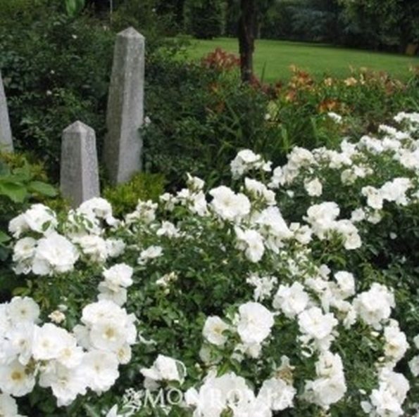 Flower Carpet White Rose | Star Nursery Garden and Rock Centers