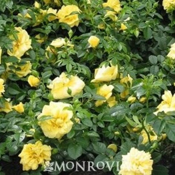Flower Carpet Yellow Rose | Star Nursery Garden and Rock Centers