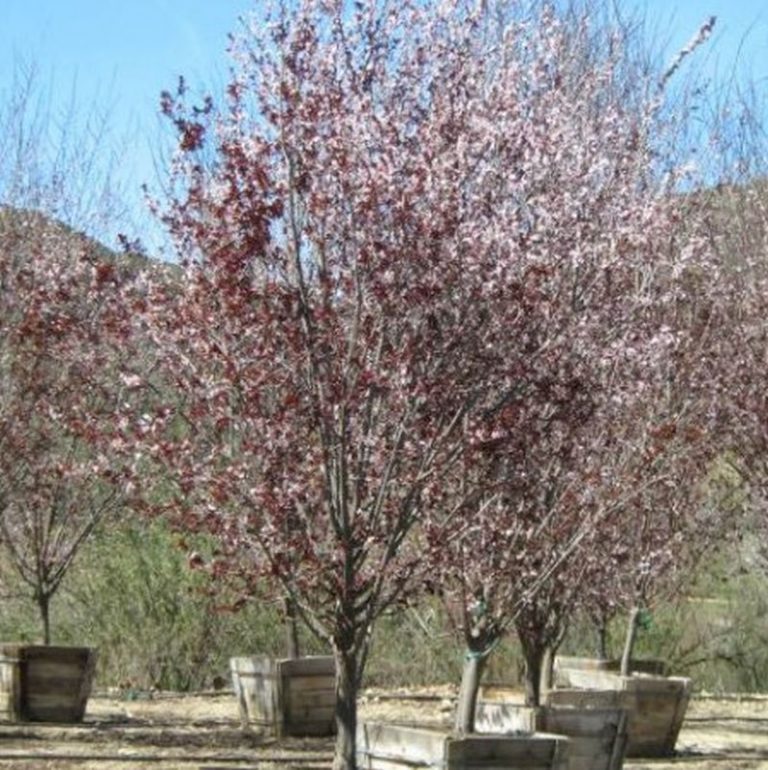 Flowering Plum | Star Nursery Garden and Rock Centers