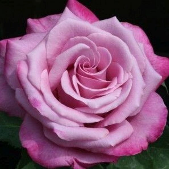 Fragrant Plum Rose | Star Nursery Garden and Rock Centers