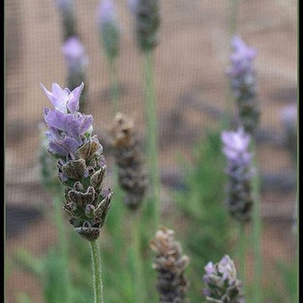 French Lavender | Star Nursery Garden and Rock Centers