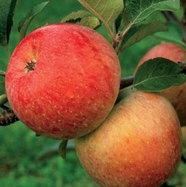 Fuji Apple | Star Nursery Garden and Rock Centers