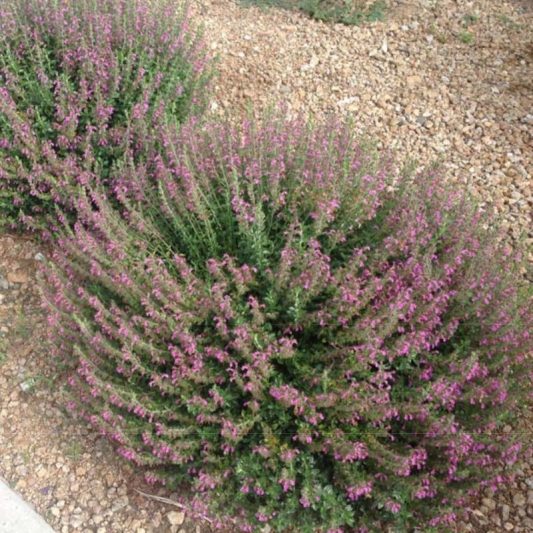 Germander | Star Nursery Garden and Rock Centers