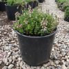 Germander | Star Nursery Garden and Rock Centers